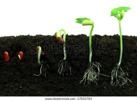 Thousand Seedling Emerging Soil Royalty Free Images Stock Photos Pictures Shutterstock