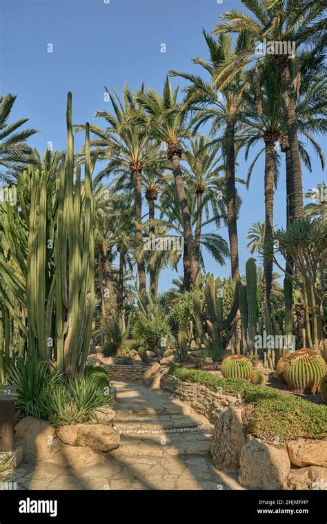 The Huerto Del Cura Garden Was Declared A National Artistic Garden In