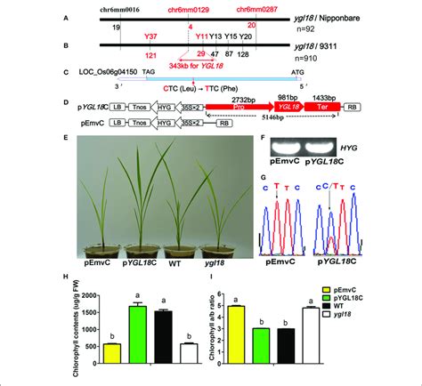map based cloning and functional complementation of ygl18 a