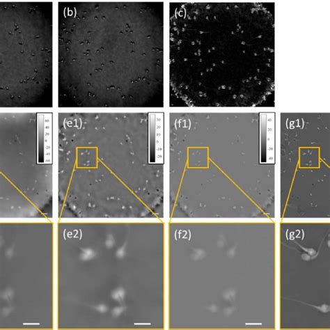 DPC Experiment Of Sperms Sample With Low Intensity A And B Are Raw