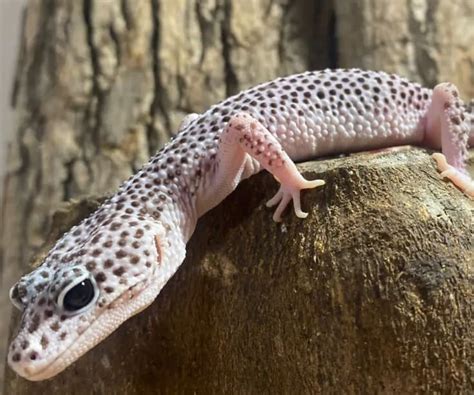 Rare Leopard Gecko Morphs