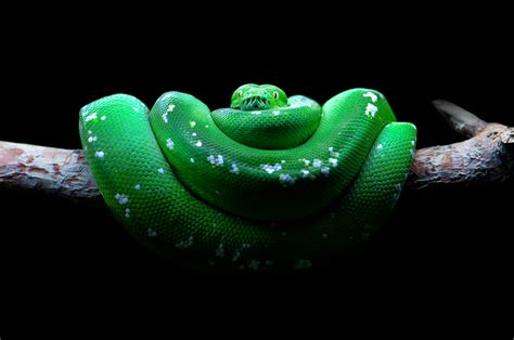 Green Tree Python Axel Bischoff Photography