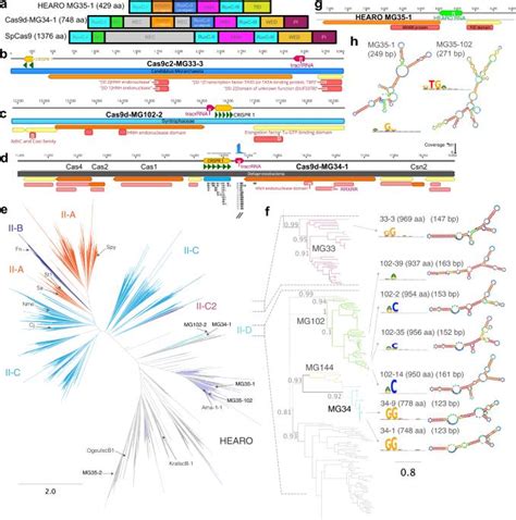 nathalia volpi e silva on linkedin compact cas9d and hearo enzymes for