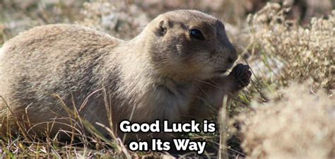 Gopher Spiritual Meaning Symbolism And Totem Detailed Guide Gopher Spiritual Meaning Symbolism And Totem Detailed Guide