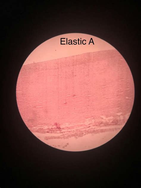 SOLUTION Histology Slides Of Body Tissues Studypool