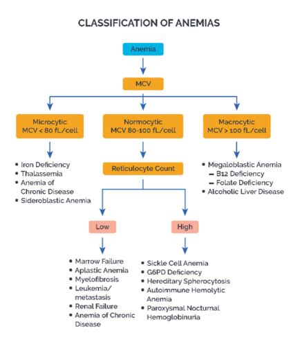 Week 15 Alterations Of Hematologic Function And Integument Flashcards