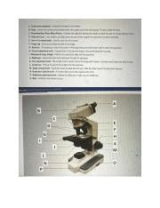 BIO LAB MICROSCOPE ASSIGNMENT Docx Course Hero