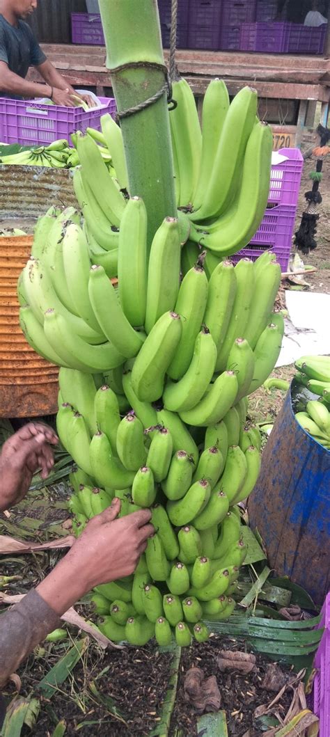 Obula Reddy Manchala On Linkedin Toady Harvesting In My Own Farm