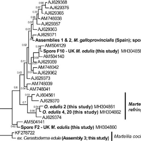 a maximum likelihood ml phylogeny of its1 rdna sequence types from