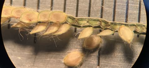 Paspalum Conjugatum Sour Paspalum Fsus