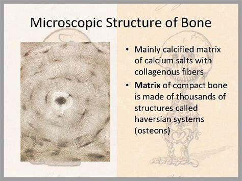 Chapter 7 Skeletal System Bone Physiology And Joints