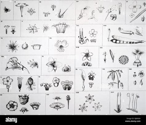 Classification Of Plants