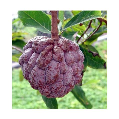 Annona Squamosa Red Custard Apple Plant
