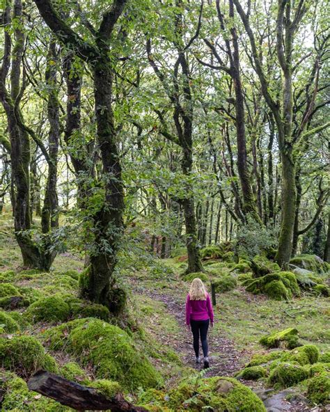 Ty Canol Wood A Walk Around Pembrokeshires Mysterious Ancient