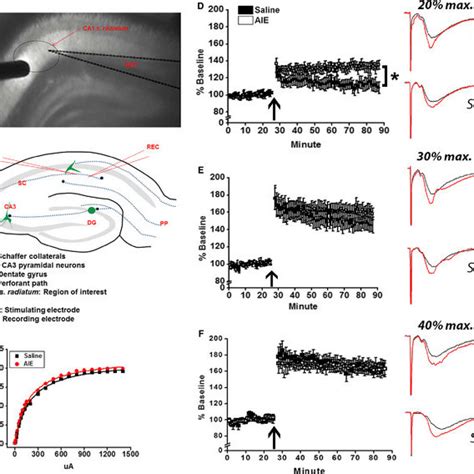 Remodeling Of The Postsynaptic Density Psd During Early Long Term