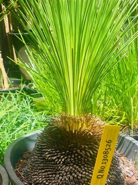 Xanthorrhoea Grass Tree Size B Neth Green