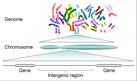 GENOM GENOME Lesson Xperience