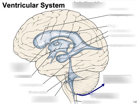Ventricular System Diagram Quizlet