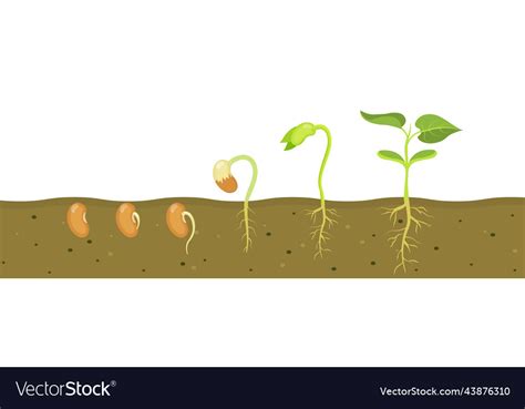 Germination Of Bean Seed In Soil Stages Of Growth Vector Image