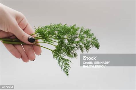 정 아름 다운 매니큐어와 여성 손 보유 신선한 환경 친화적이 고 건강 한 성분의 무리 요리 흰색 배경 손에 녹색 딜 개발에 대한 스톡 사진 및 기타 이미지 Istock