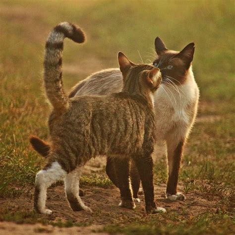 Little Cute Cat Cute Kitty Poses