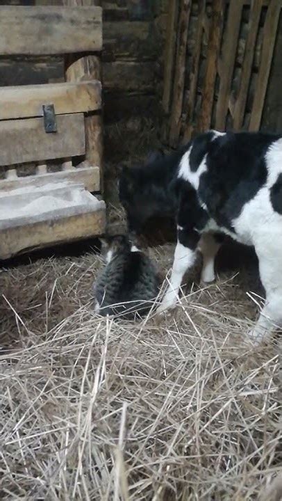 сладкая киска Youtube