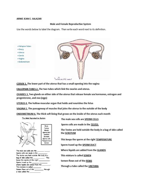 Reproductive System Quiz Pdf