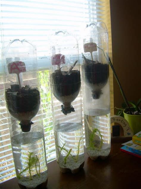 Pond Ecosystem Science Models