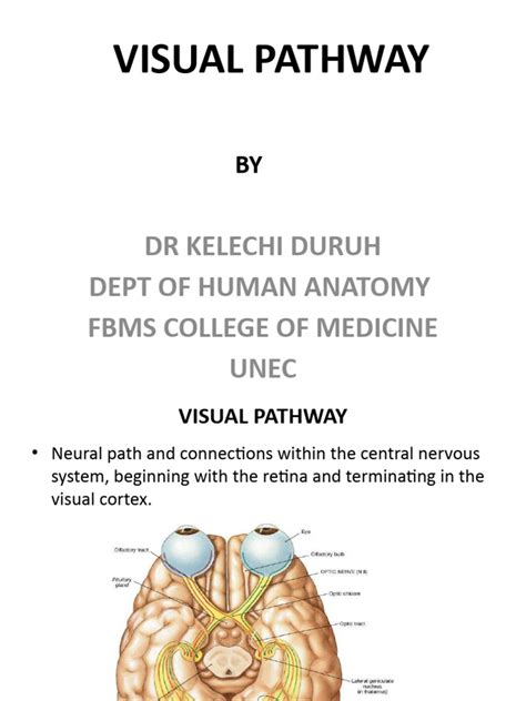 visual pathway lecture amended pdf visual system retina