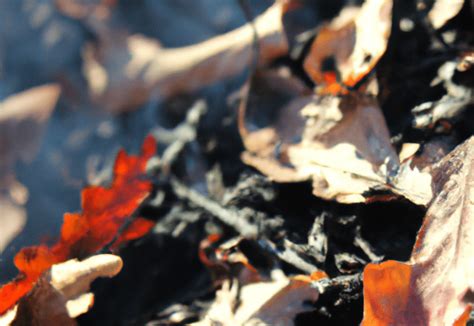 Why Should We Not Burn Leaves At Lucas Kemble Blog