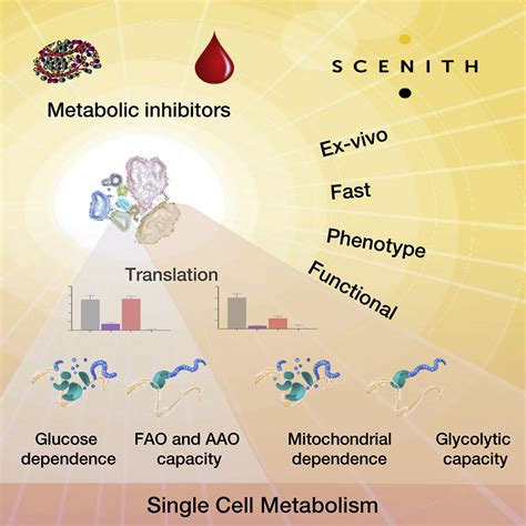 SCENITH A Flow Cytometry Based Method To Functionally Profile Energy Metabolism With Single