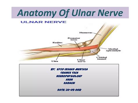 Ulnar Nerve Anatomy Ulnar Nerve Compression Living Handbooks
