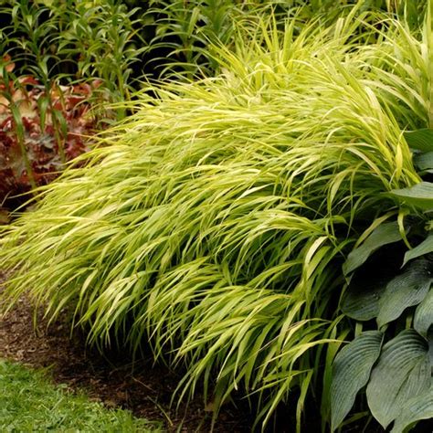 20 Chartreuse Plants And Flowers For Your Garden Garden Design