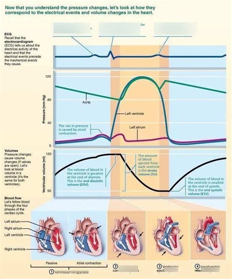 Bio 1221 Lab 4 Diagram Quizlet