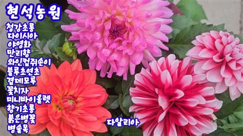 현석농원 리스본숙근사루비아파라솔물망초미니백일홍사계코스모스매화헐떡이청강초롱다이시아야영화만리향밀레니엄벨블루초연초겹데모루산수국미니바이올렛붉은병꽃