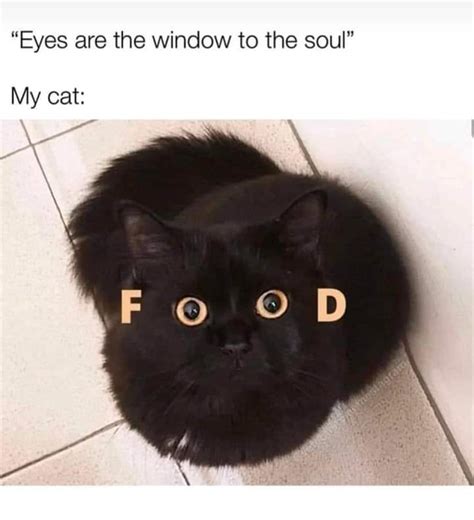 Feline Hyperthyroidism A Guide Horse And Cat Vet Wairarapa