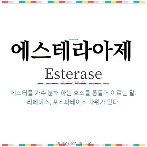 🌟에스테라아제 에스터를 가수 분해 하는 효소를 통틀어 이르는 말 리페이스 포스파테이스 따위가 있다 표준국어대사전