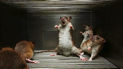 Une Expérience Démontrant La Hiérarchie Chez Les Rats