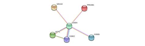 Cidea Gene Genecards Cidea Protein Cidea Antibody