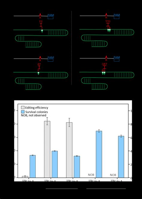 single base editing in the pam proximal region using target mismatched