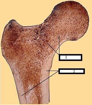 Lab Axial Bones Flashcards Quizlet