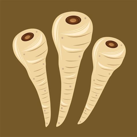 premium vector fresh vegetable parsnip vector illustration