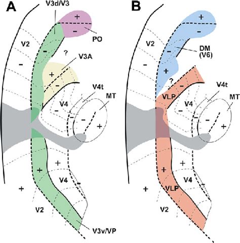 A Hypothesis On The Organization Of Dorsal Extrastriate Cortex In Old Download Scientific