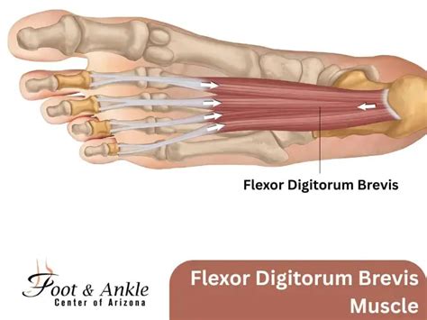 Flexor Digitorum Brevis Muscle Anatomy Injuries And Recovery