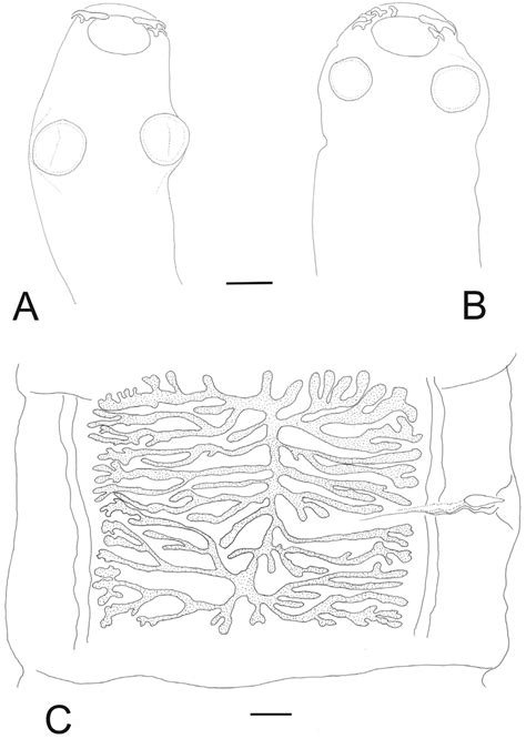 Scolex A B And A Pregravid Proglottid With Uterus C Of Taenia