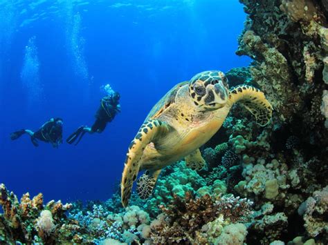 Loggerhead Sea Turtle Habitat Sea Turtle Conservancy Our Save The