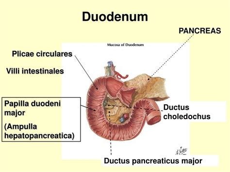 Ppt Digestivni Sistem I Powerpoint Presentation Free Download Id2921211