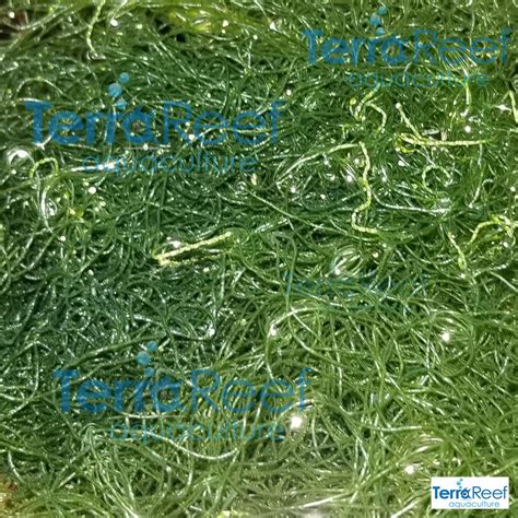 Clean Chaeto Macro Algae Terrareef