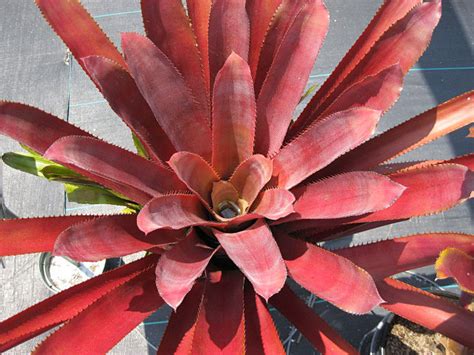 Personal Touch ~ Plant Catalog