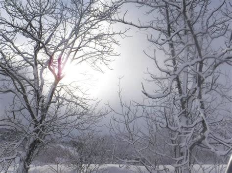 ГОЛЕМИ СНЕЖНИ ВРНЕЖИ ВО ЈАПОНИЈА ОТКАЖАНИ ЛЕТОВИ ПАТИШТА БЛОКИРАНИ Гласот на Европа